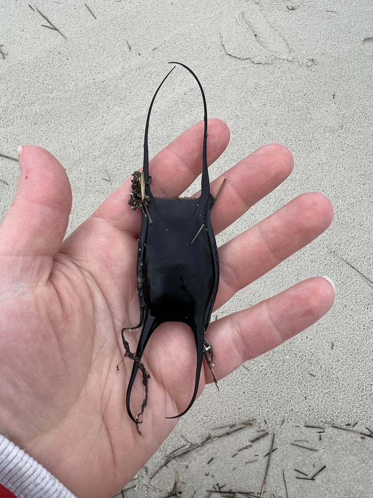 Little Skate in May 2024 by Karine Scott · iNaturalist