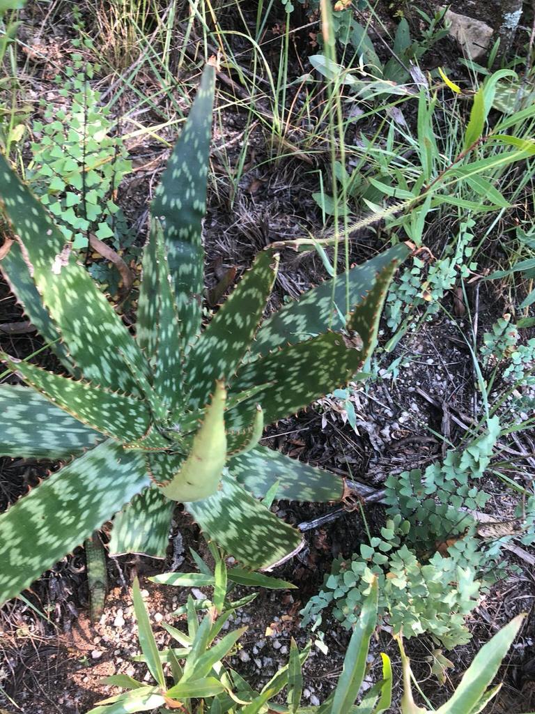 spotted aloe from Kloofwaters camp, Magaliesberg South Africa on March ...