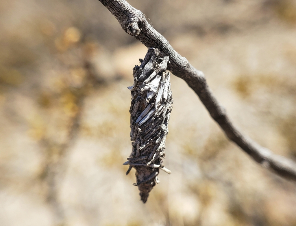 Bagworm Moths from Las Cruces, NM 88012, USA on May 12, 2024 at 10:10 ...