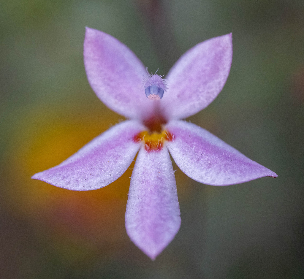 Nemacladus richardsiae from Highland, CA, US on May 11, 2024 at 03:25 ...