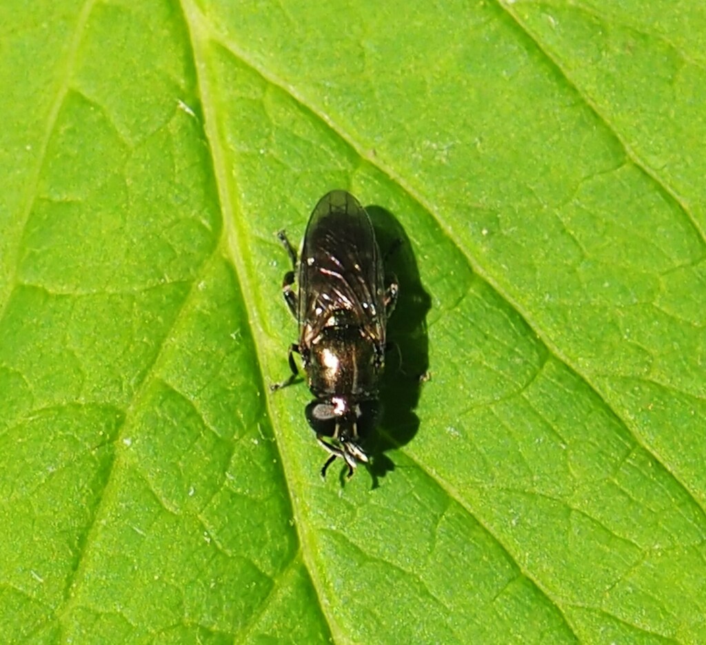 Winged and Once-winged Insects from 312 Burr Oak St, Albion, MI 49224 ...