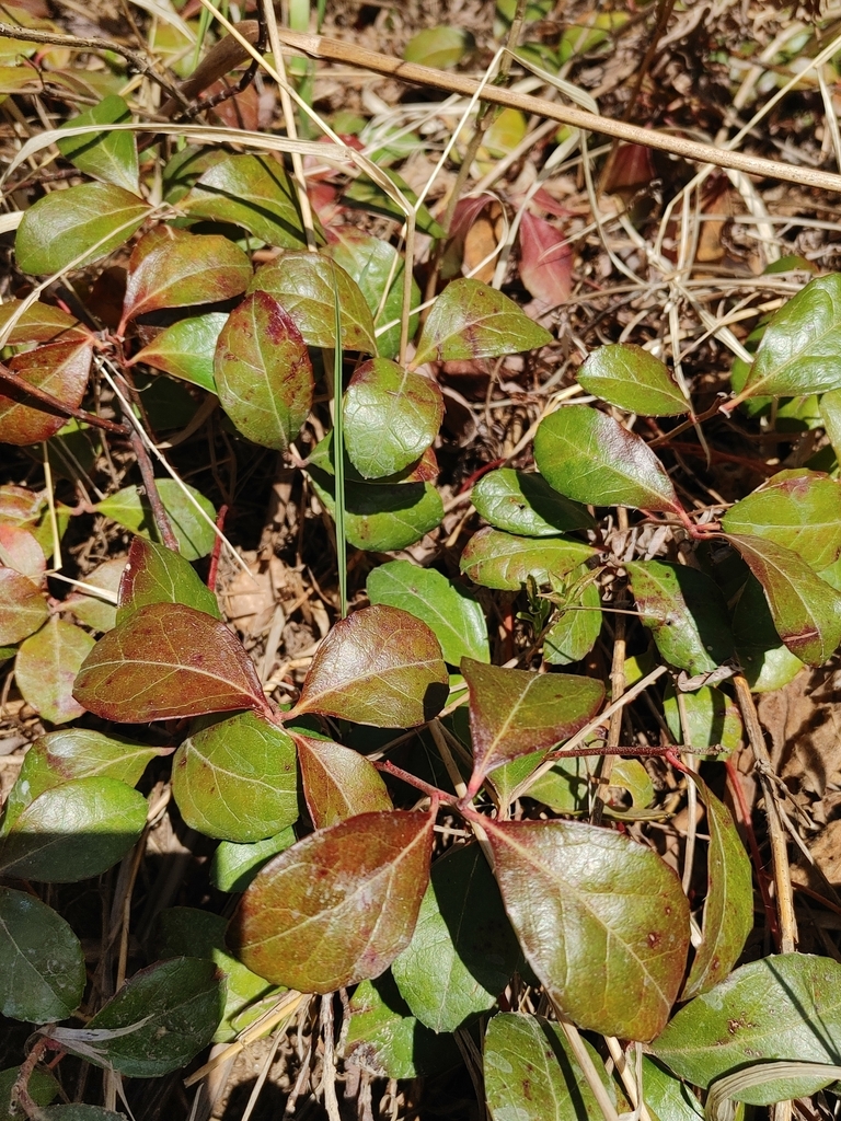Eastern Teaberry from Miramichi Road, NB E8L 1S8, Canada on May 12 ...
