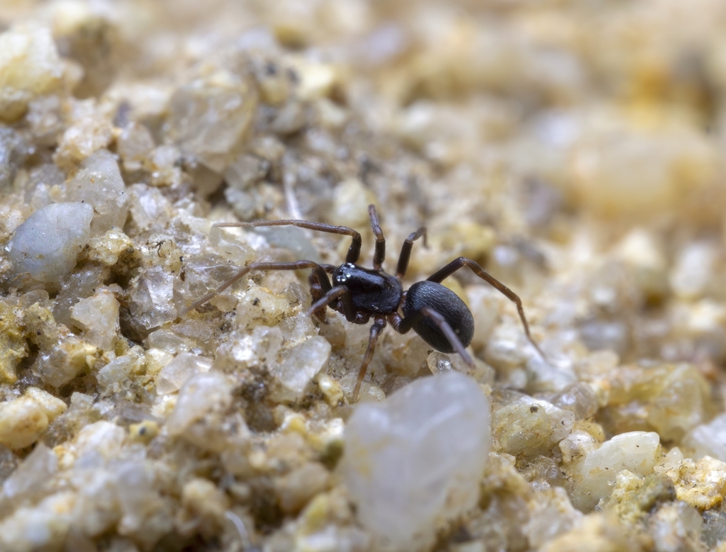 Ant Spiders from Location: 32.908187, -117.233288 on May 8, 2024 at 06: ...