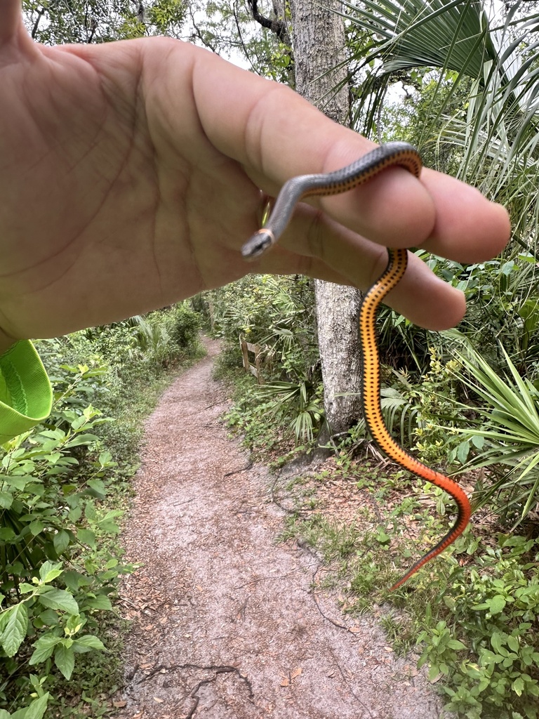 Southern Ringneck Snake in May 2024 by dbond · iNaturalist