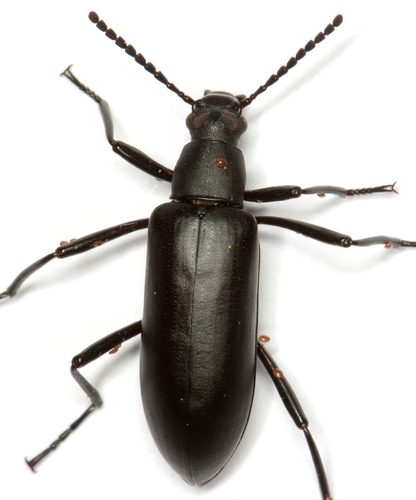 Smooth Black Strongylium Teneb (Strongylium atrum) · iNaturalist Guatemala