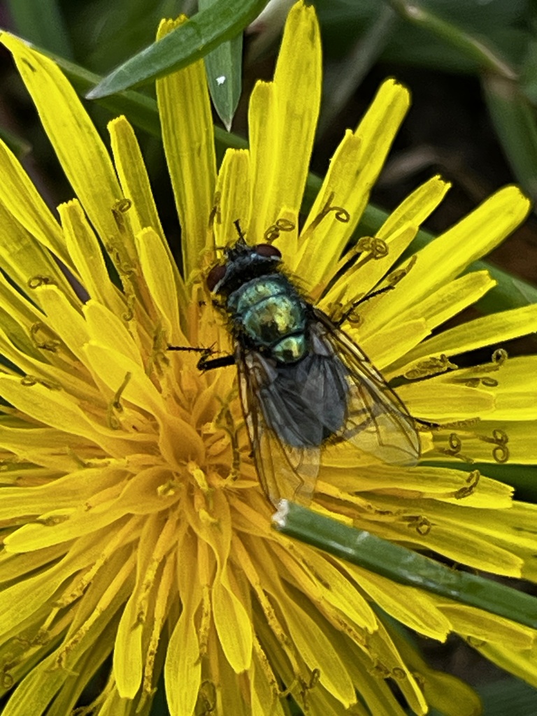 Common European Greenbottle Fly from Mary Anne Sills Field, 140 Palmer ...
