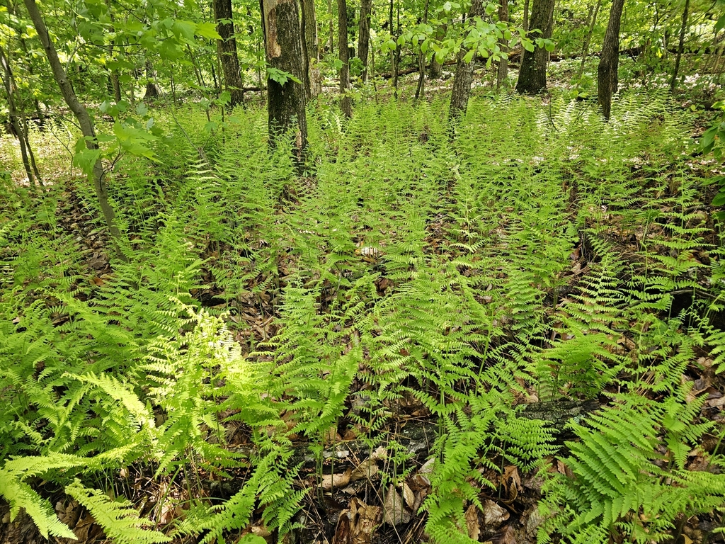 hay-scented fern from South Mountain, Washington County, US-MD ...