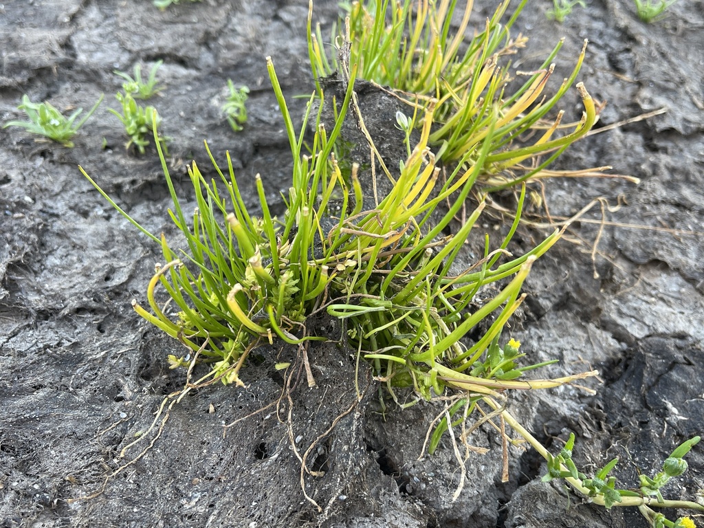 flowering-quillwort from Springtown, Livermore, CA, US on May 11, 2024 ...