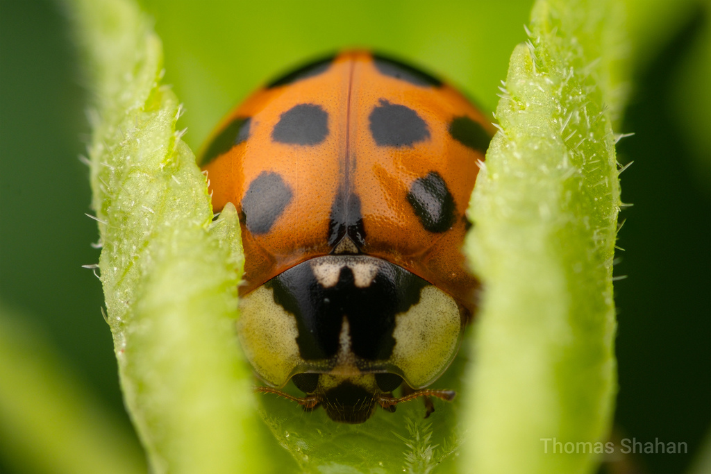 Asian Lady Beetle in May 2024 by Thomas Shahan · iNaturalist