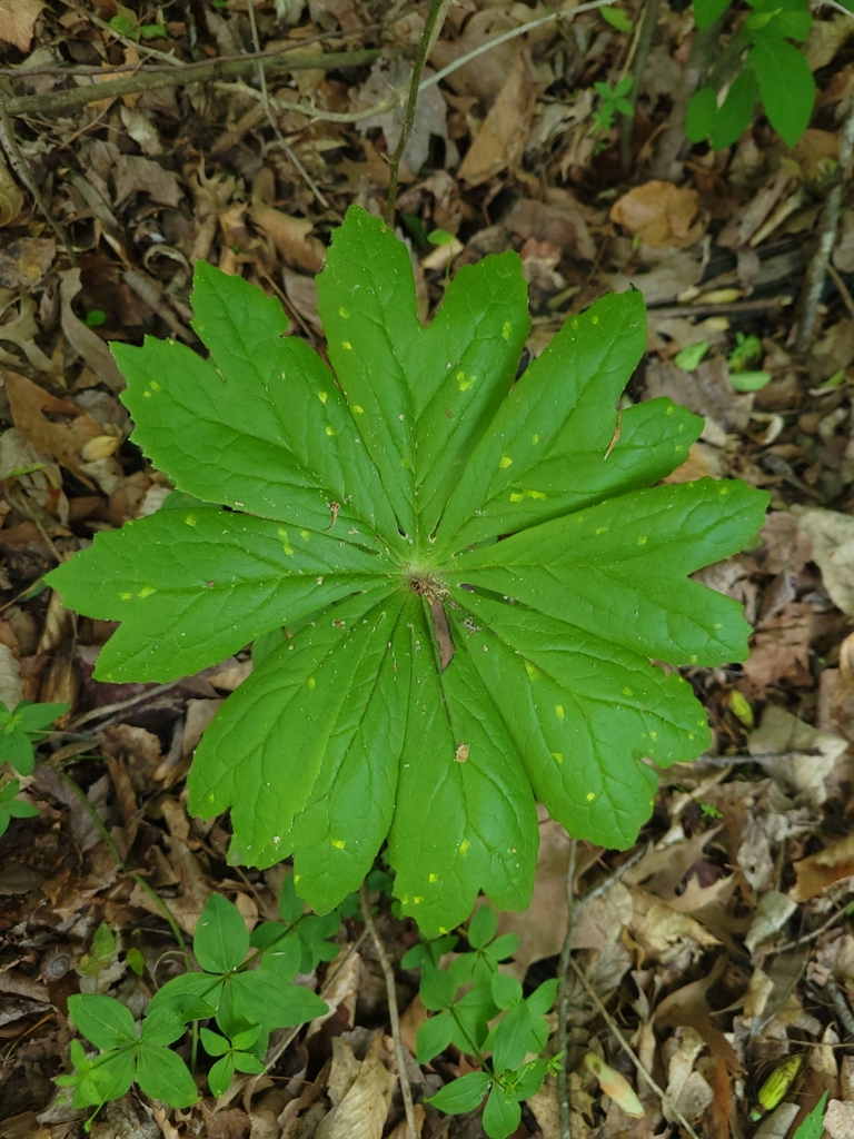 Mayapple Rust from Stafford, VA 22554, USA on May 12, 2024 at 04:56 PM ...