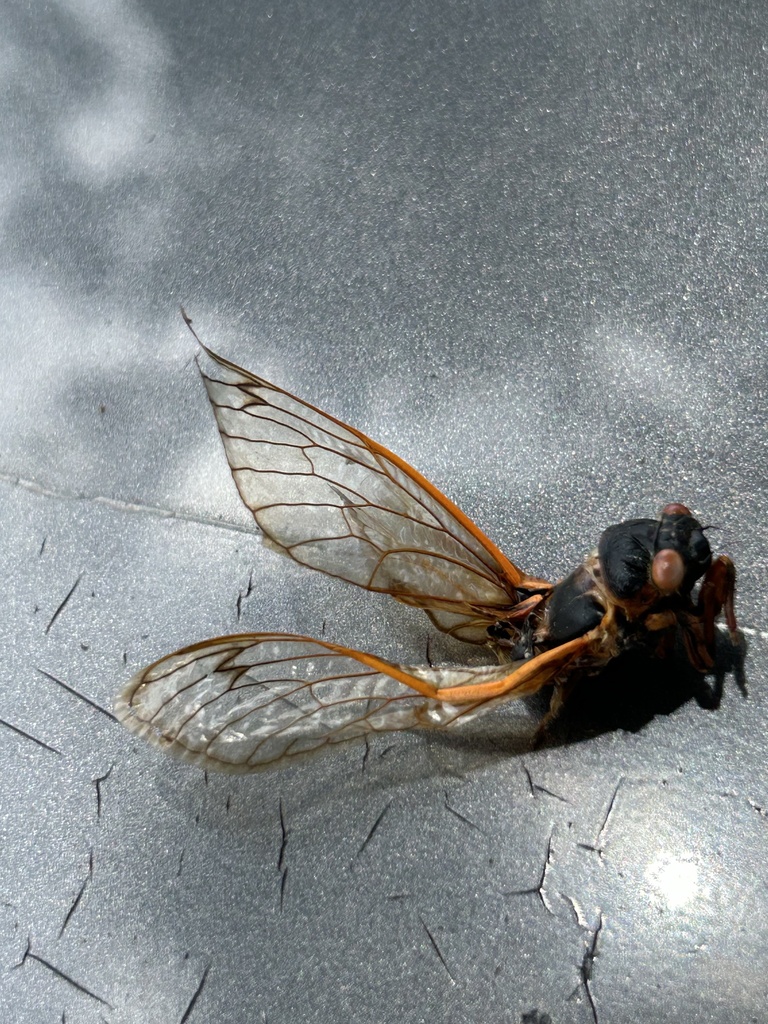 Decim Periodical Cicadas from Florida Atlantic University, Jupiter, FL ...