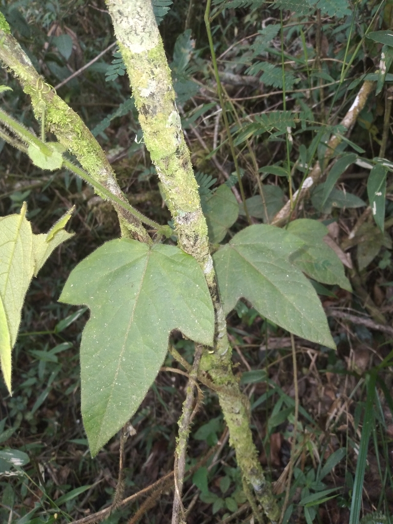 Passiflora hastifolia from Chulumani, Bolivia on May 10, 2024 at 04:27 ...
