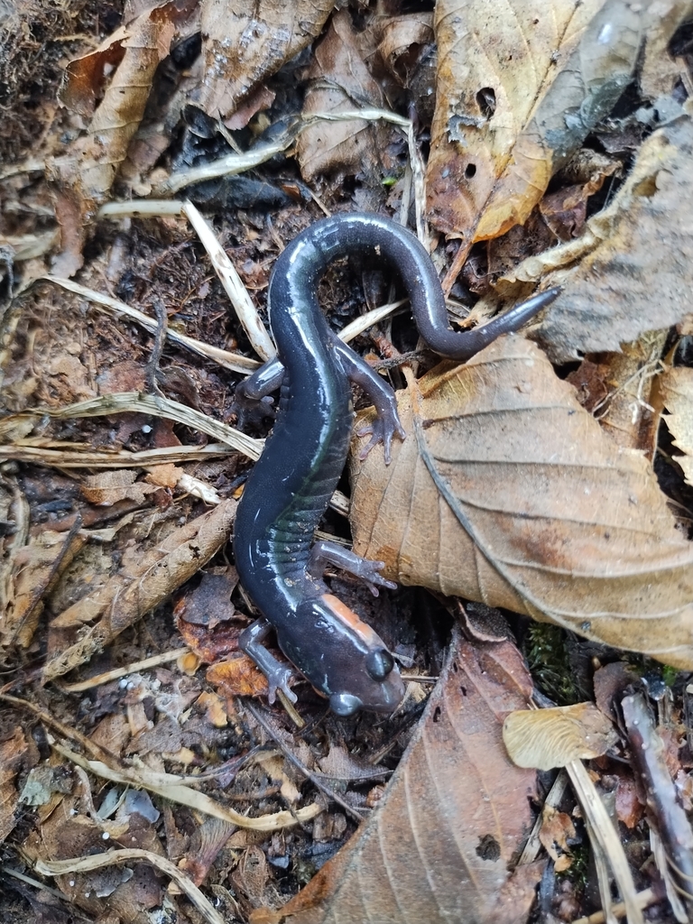 Red-cheeked Salamander in May 2024 by mlumsdaine · iNaturalist
