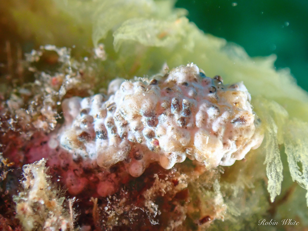 Isaurus from Guantánamo Bay, Guantánamo, CU on May 10, 2024 at 09:07 AM ...