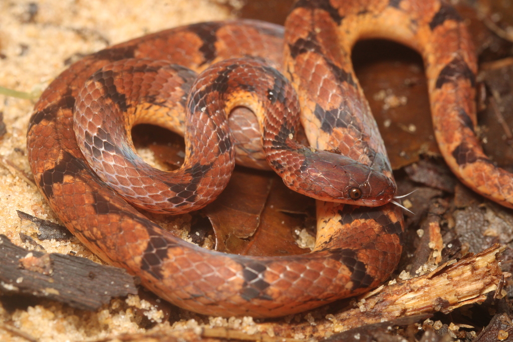 Wucherer's Ground Snake from Pedra Branca do Amapari - Amapá, Brésil on ...