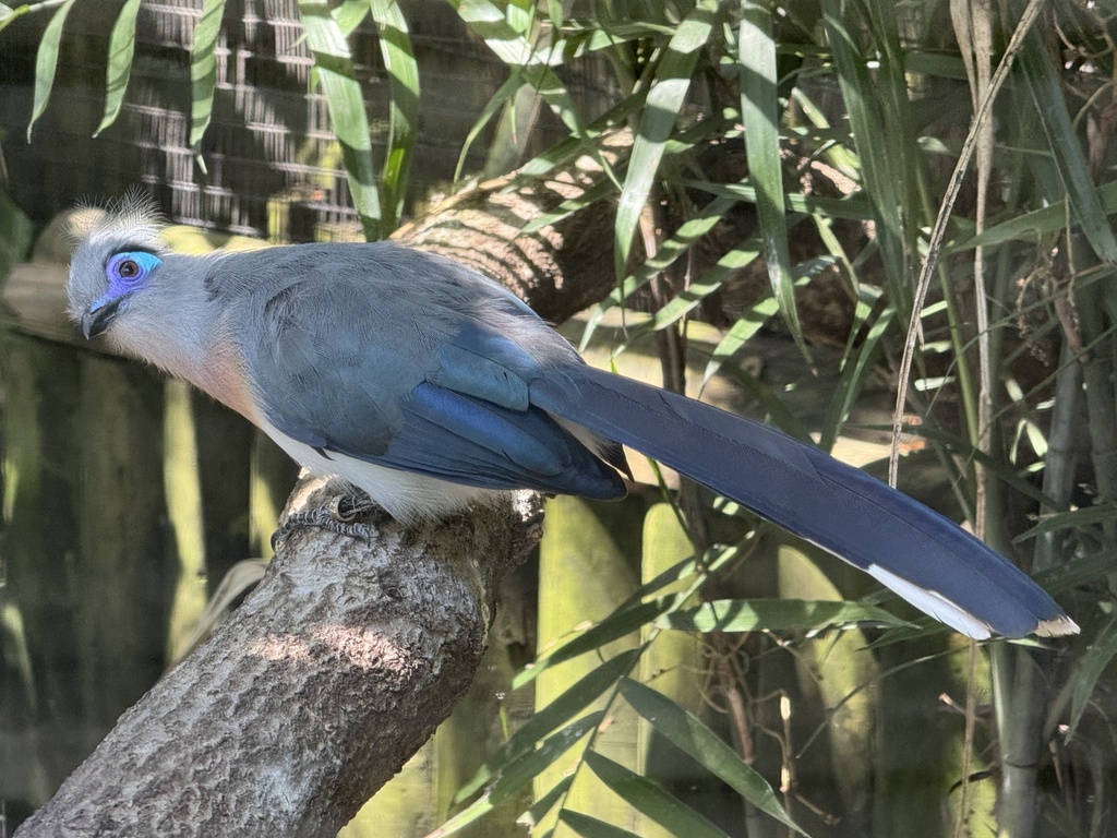 Crested Coua from St. Augustine Alligator Farm Zoological Park, St ...