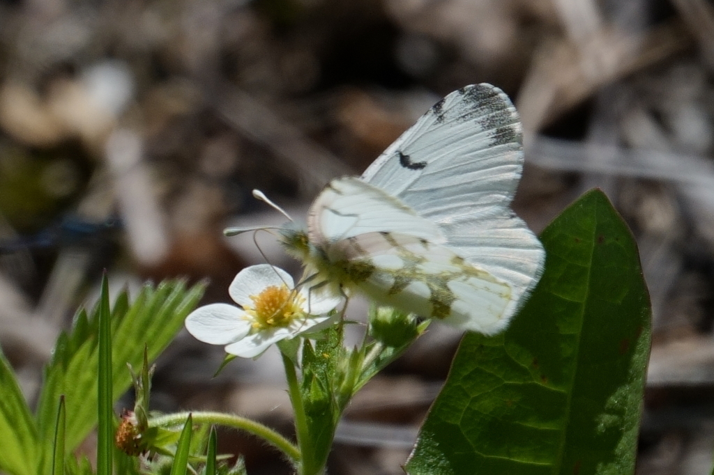 Olympia Marble from Frontenac County, ON, Canada on May 12, 2024 at 01: ...