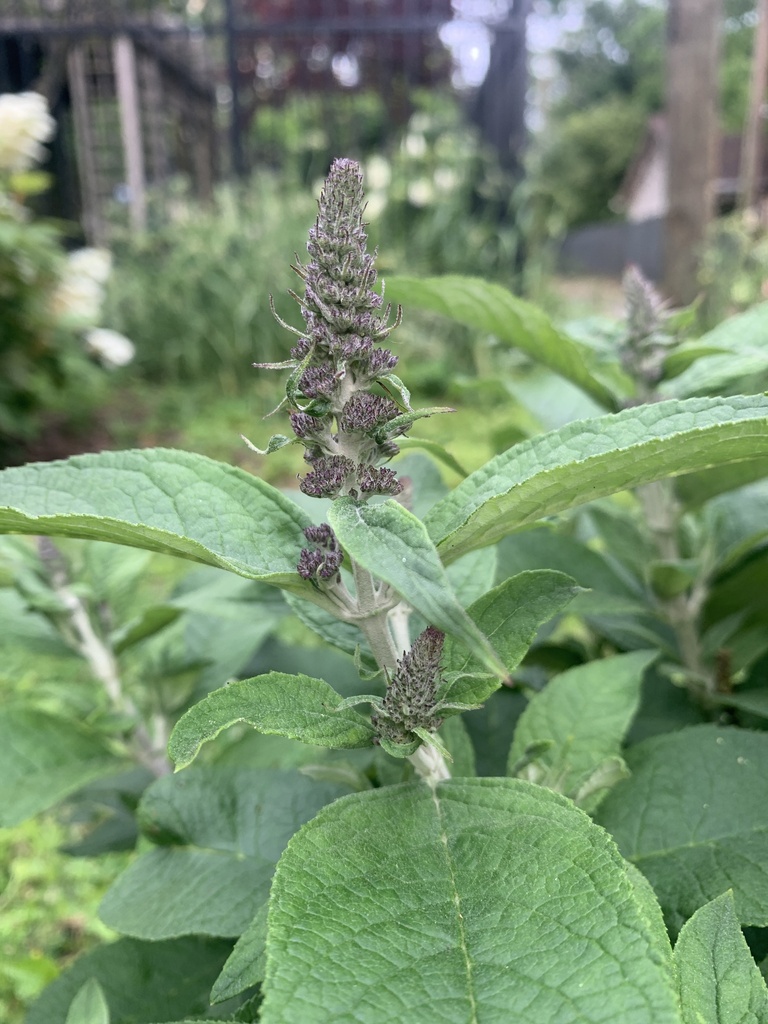 Butterfly bush from Beirne Ave NE, Huntsville, AL, US on May 12, 2024 ...