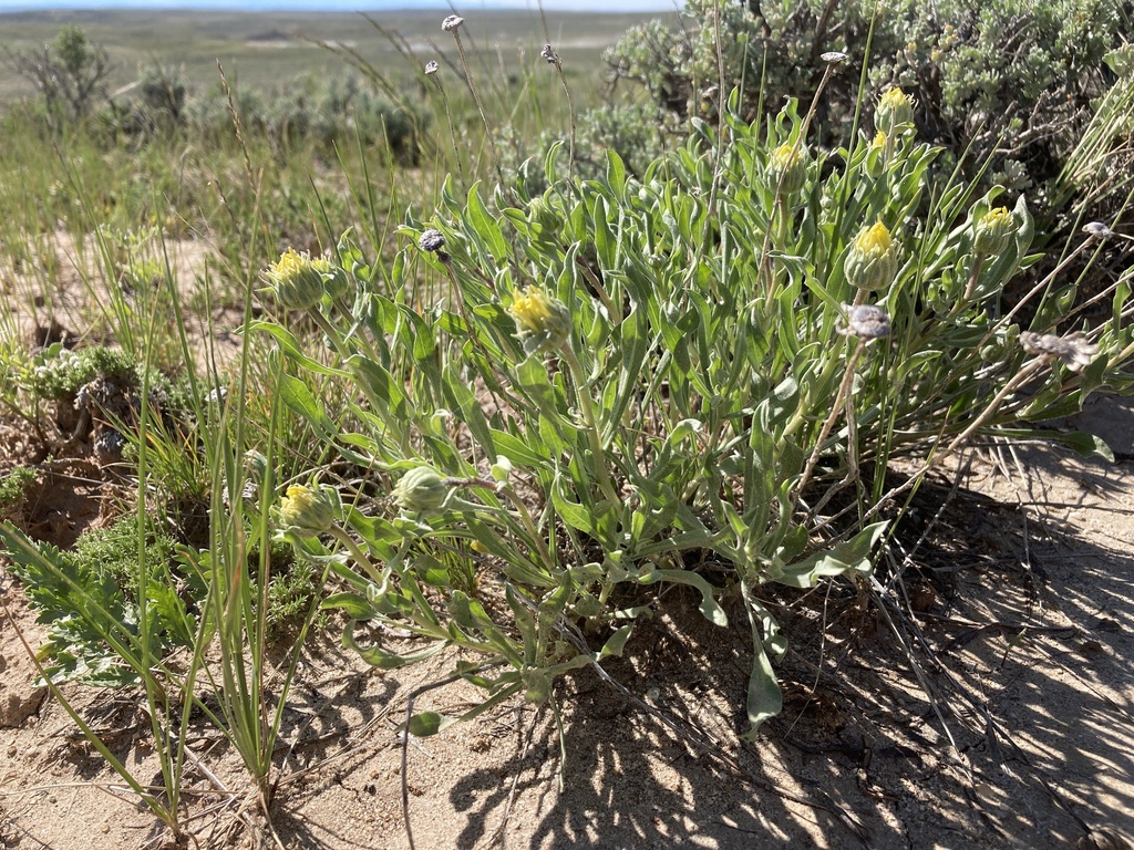 Smooth Woodyaster from Lander, WY, US on May 12, 2024 at 04:42 PM by ...