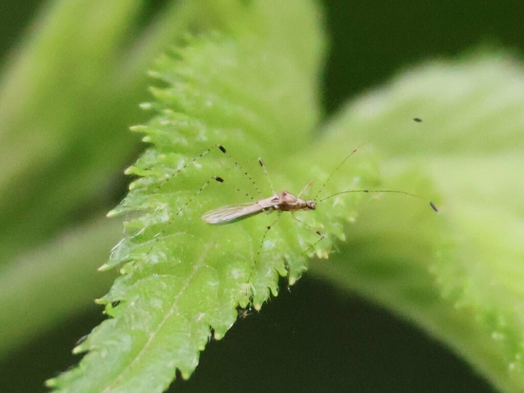 Metacanthus pulchellus from Rinkaicho, Edogawa City, Tokyo 134-0086 ...