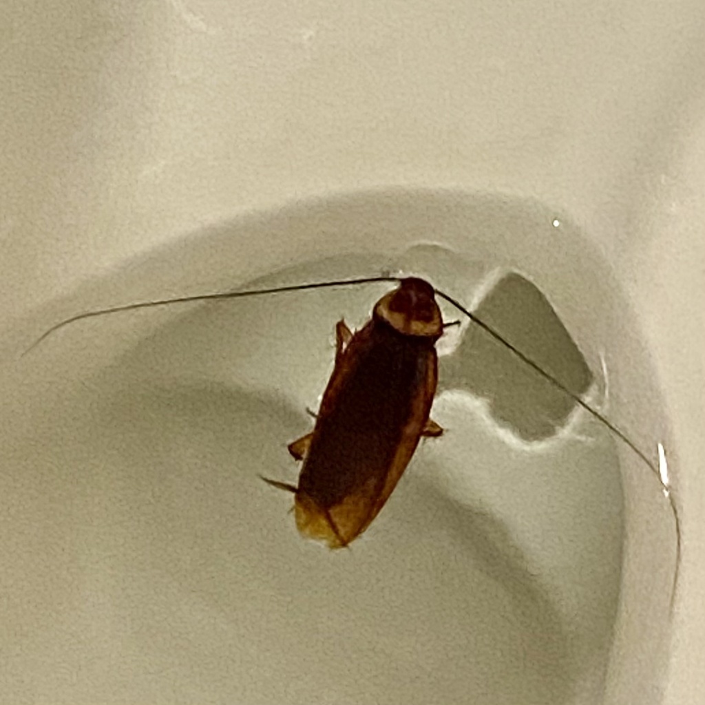 American Cockroach from Oak Springs Dr, Flower Mound, TX, US on May 8 ...