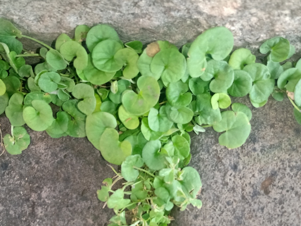 Oreja de ratón desde Centro histórico de Morelia, 58000 Morelia, Mich ...
