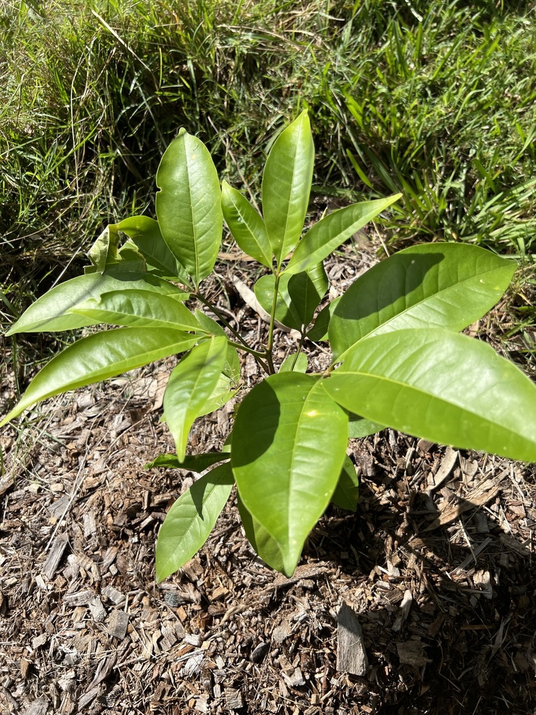 pink-flowered doughwood in May 2024 by howardk_ecp · iNaturalist