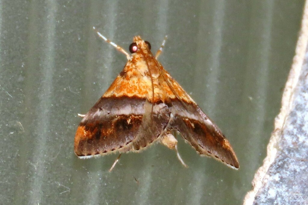 Tetracona amathealis from Coomba Park NSW 2428, Australia on May 12 ...