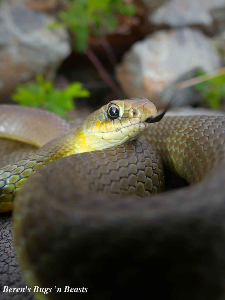 Eastern Yellow-bellied Racer (Coluber constrictor flaviventris ...