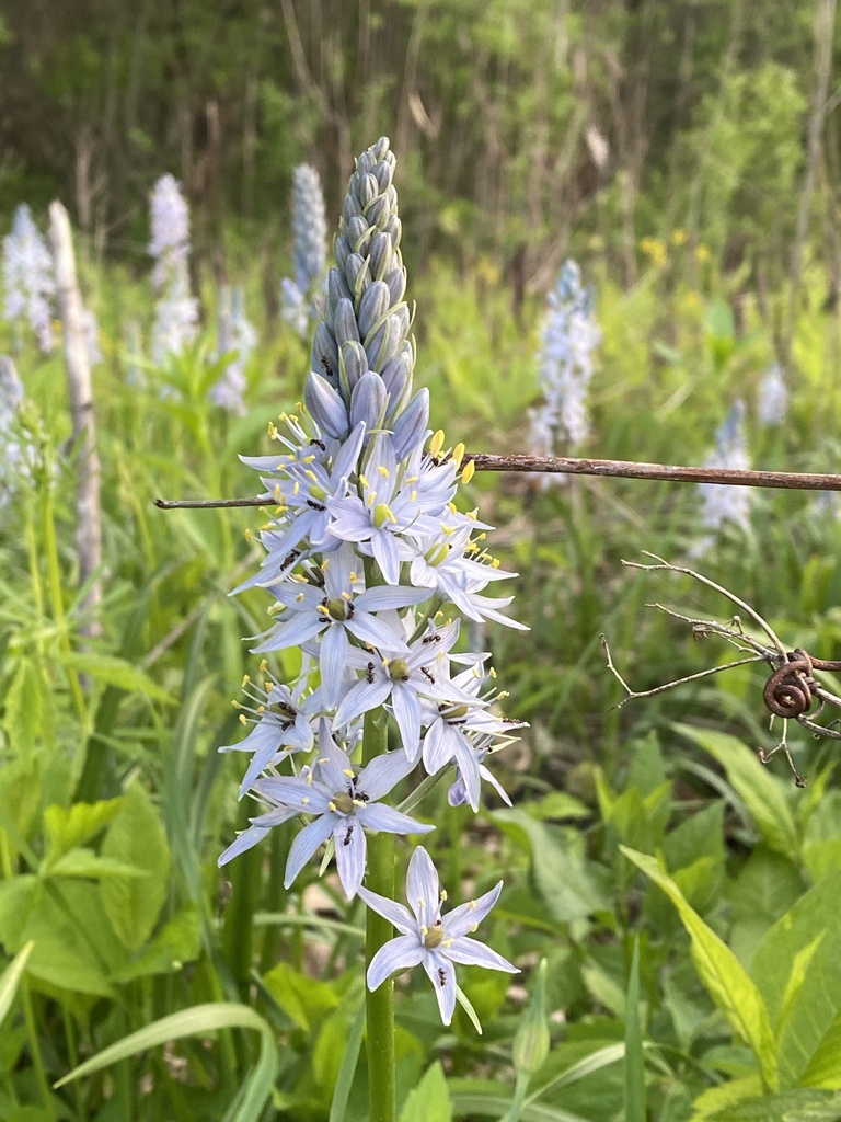 Atlantic camas from Homewood, IL, US on May 11, 2024 at 07:33 PM by ...