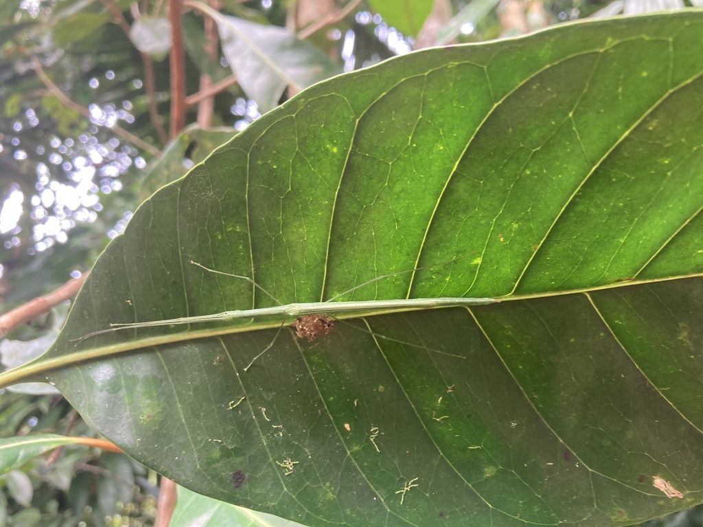 Stick Insects from Babeldaob, Palau, PW on May 11, 2024 at 09:56 AM by ...
