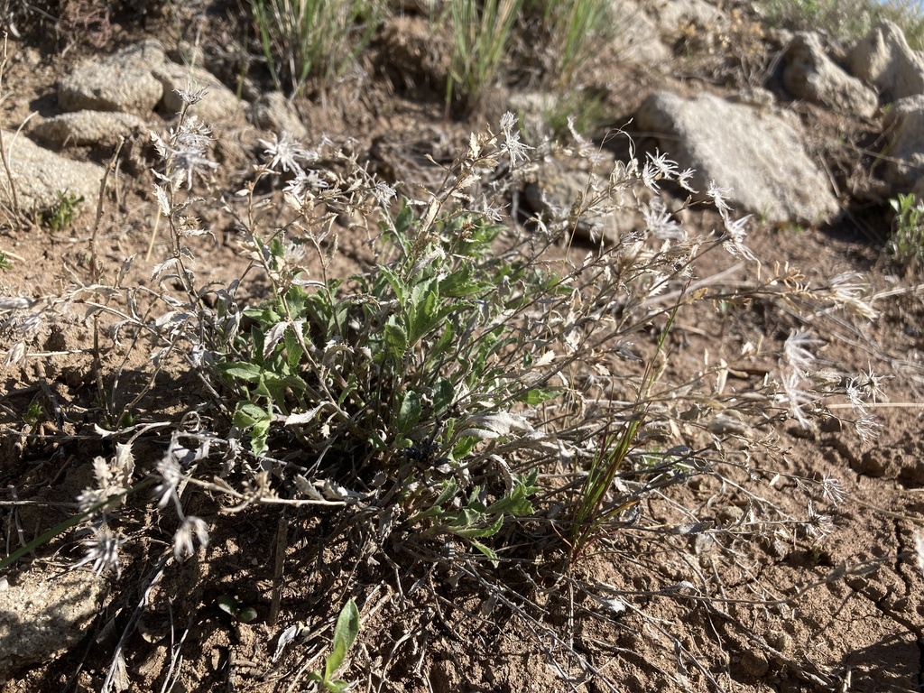 Rayless Tansyaster from Lander, WY, US on May 12, 2024 at 05:22 PM by ...