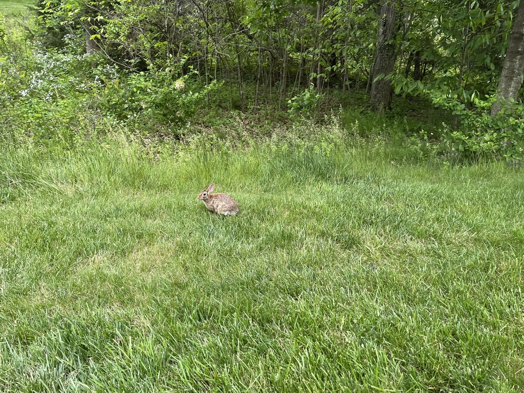 Eastern Cottontail from Janelia Research Campus, 阿什本, VA, US on May 12 ...