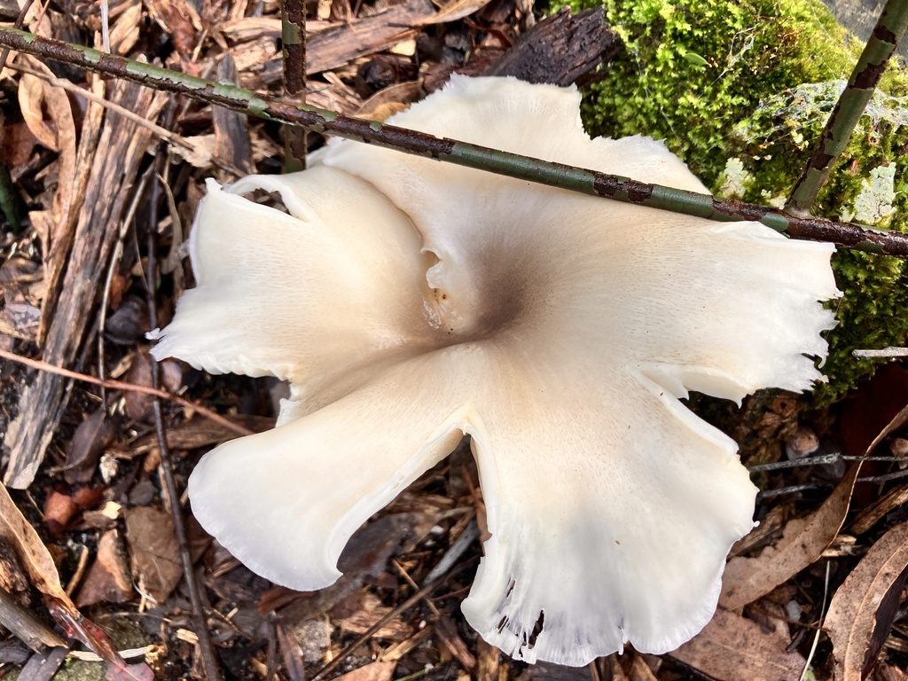 ghost fungus in May 2024 by neilson. Note predation on some fruiting ...