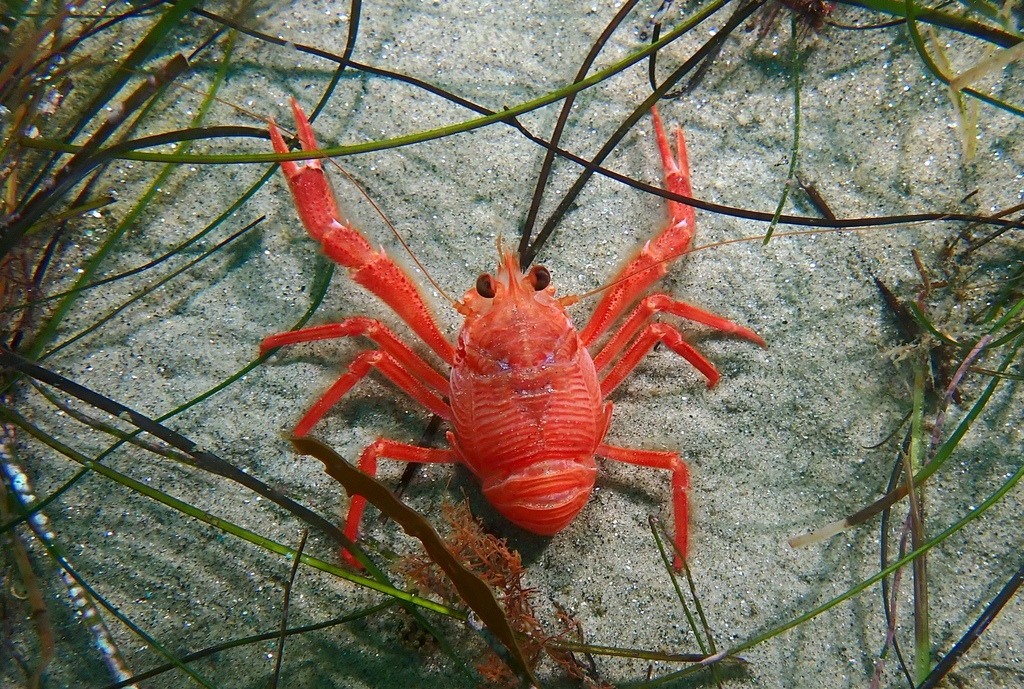 Tuna Crab from North Wall, La Jolla Submarine Canyon, La Jolla, San ...