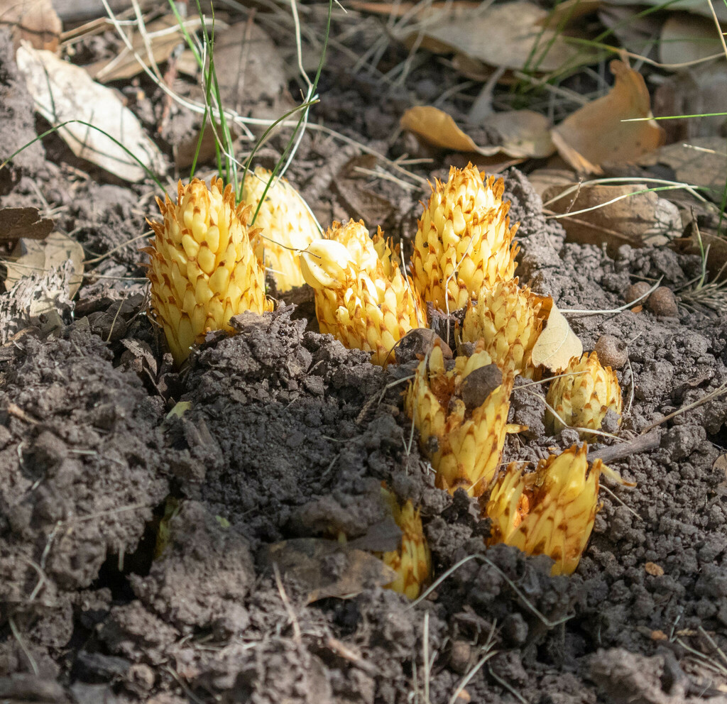 alpine cancer-root from Cochise County, AZ, USA on April 29, 2024 at 01 ...