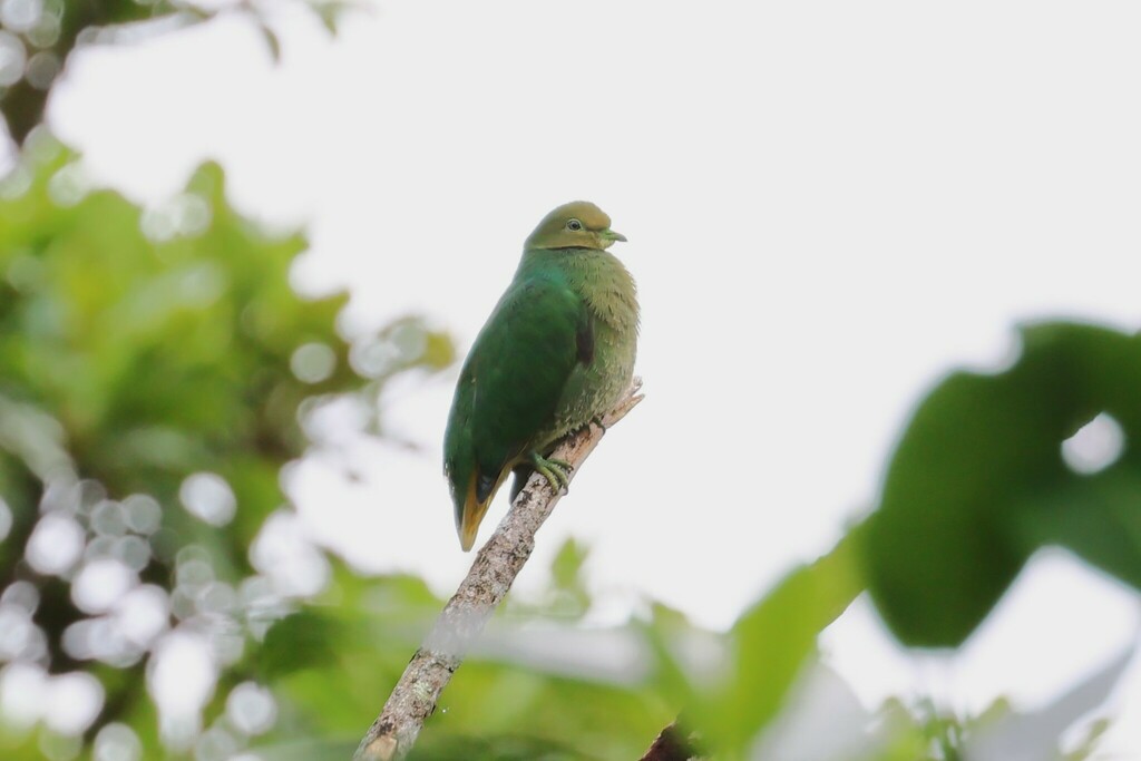 Orange Fruit Dove (Ptilinopus victor) - Avian Discovery