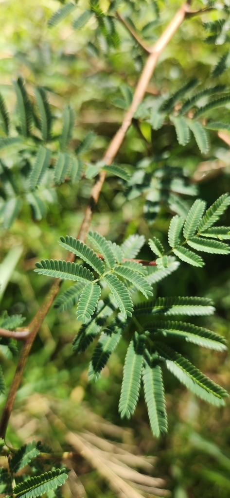 aroma from Kenmore QLD 4069, Australia on May 13, 2024 at 10:26 AM by ...