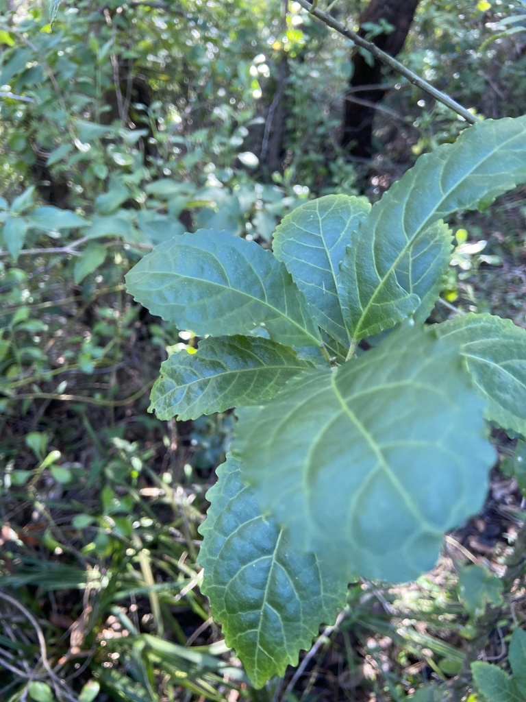 Claoxylon australe from Glenrock State Conservation Area, Whitebridge, NSW, AU on May 13, 2024 ...
