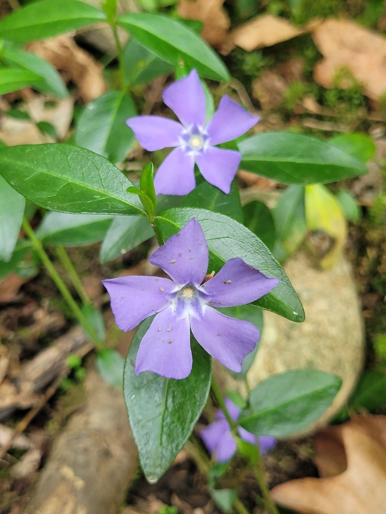 lesser periwinkle from SB Westview Dr @ W 21 St, North Vancouver, BC ...