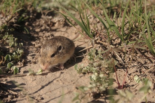 Subspecies Perognathus flavus parviceps · iNaturalist