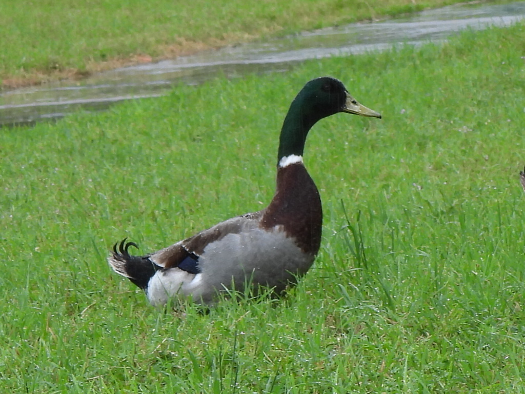 Mallard from West Meadowbrook, Fort Worth, TX, USA on May 12, 2024 at ...