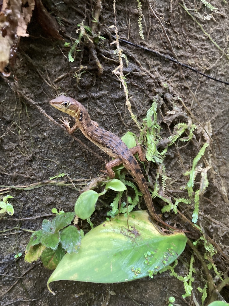 Common Stream Lizard from Presidente Figueiredo, AM, BR on May 12, 2024 ...