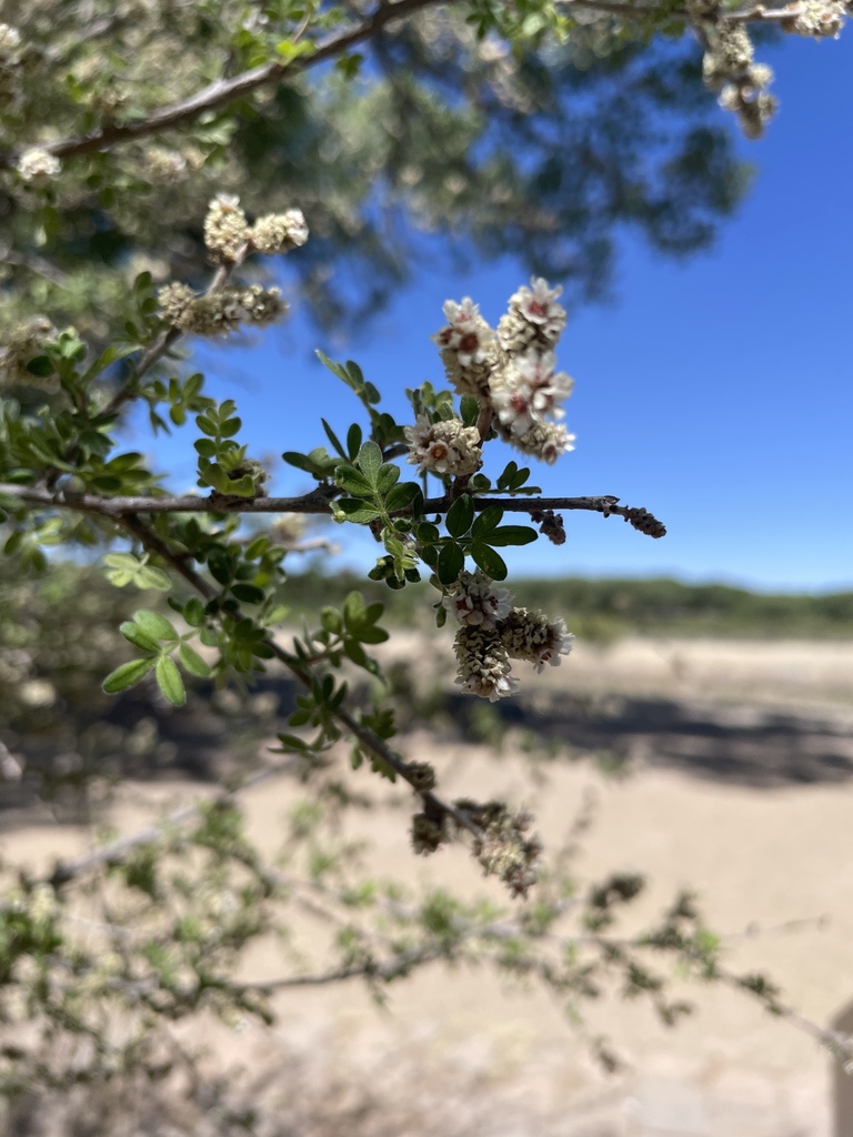 little leaf sumac from Sierra Vista Southeast, AZ, USA on May 12, 2024 ...