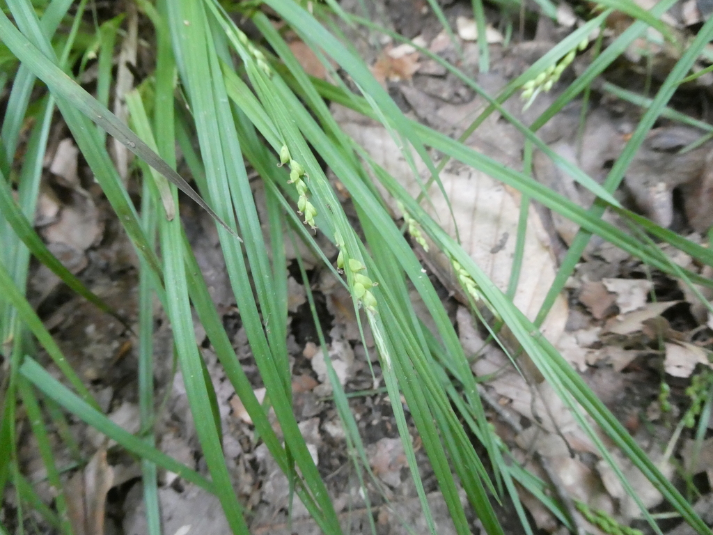 slender woodland sedge from Fairfax County, VA, USA on May 11, 2024 at ...