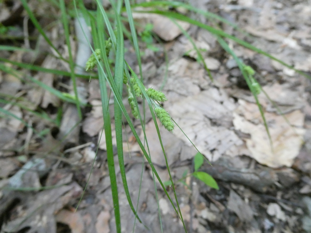 Swan's sedge from Fairfax County, VA, USA on May 11, 2024 at 05:08 PM ...