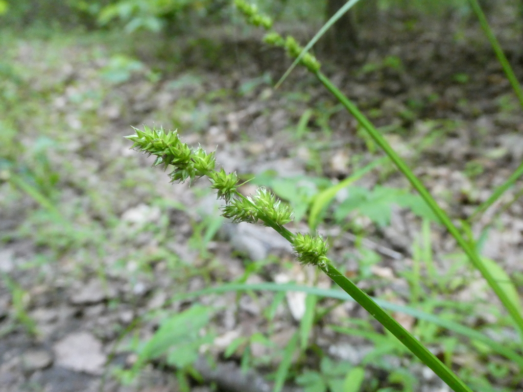 bur reed sedge from Fairfax County, VA, USA on May 11, 2024 at 05:23 PM ...