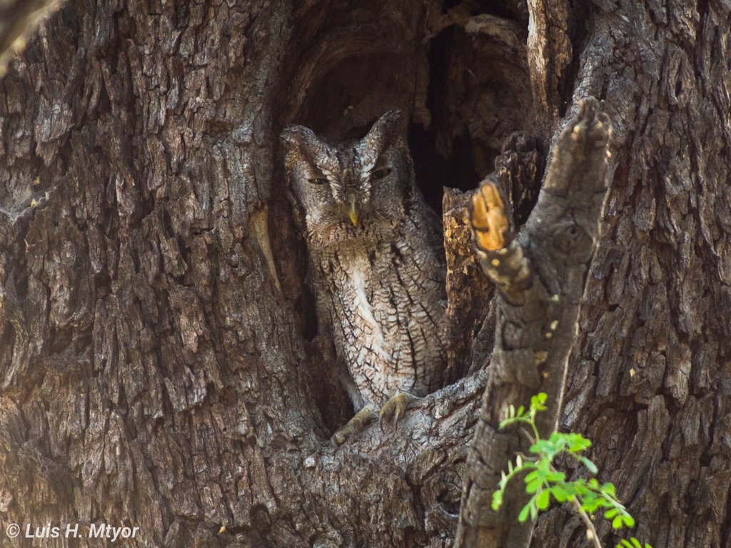 Texas Screech-Owl in May 2024 by Luis Humberto "Beto" Montemayor · iNaturalist
