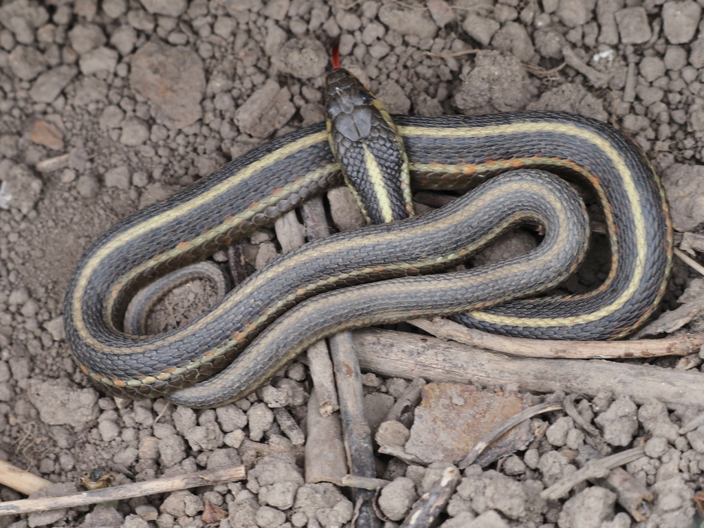 Coast Garter Snake in May 2024 by James Maughn · iNaturalist