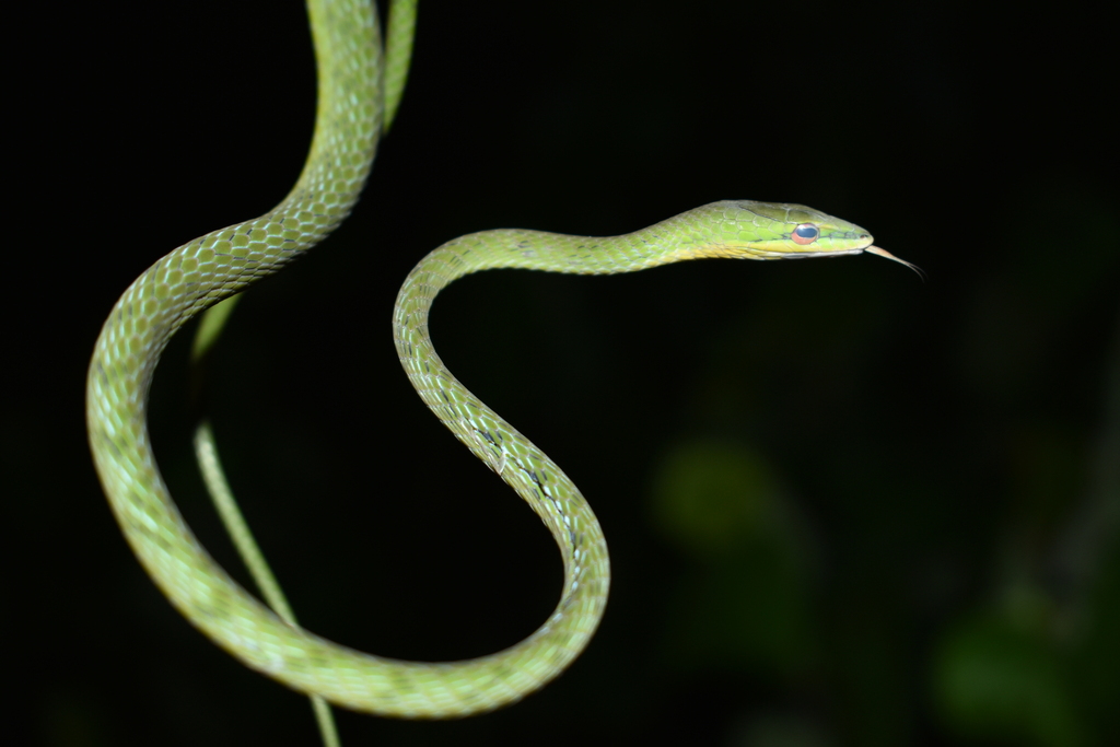 Red-eyed Vine Snake from Jakarta, Daerah Khusus Ibukota Jakarta ...